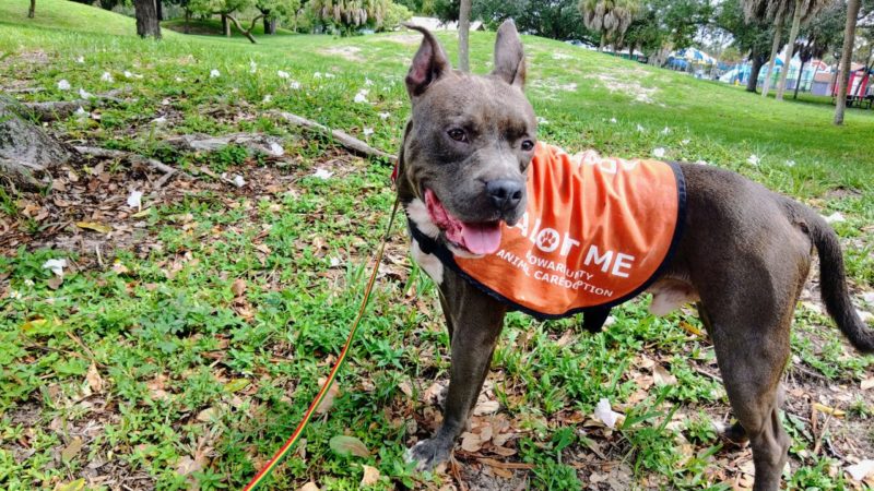 Dog of the Week: Boss is a Smart Boy with Tons of Affection – Parkland Talk