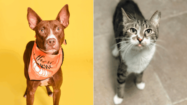 Broward County Animal Care Showcases Pets of the Week: Chupa and Montay ...