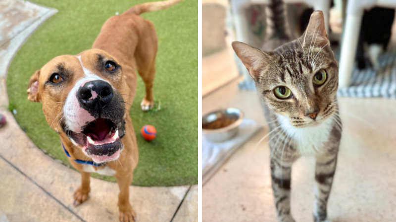 Blossom and Suki: Looking for Forever Homes at Broward County Animal ...